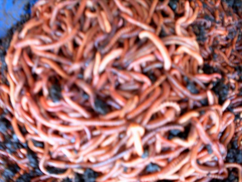 Phobia Cacing ~ PHOBIAKU