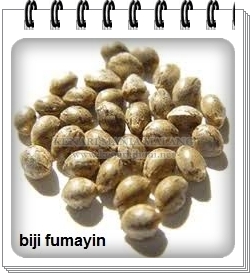 Pakan Biji-bijian Untuk Burung Kenari - KPK (Komunitas Peternak Kenari)