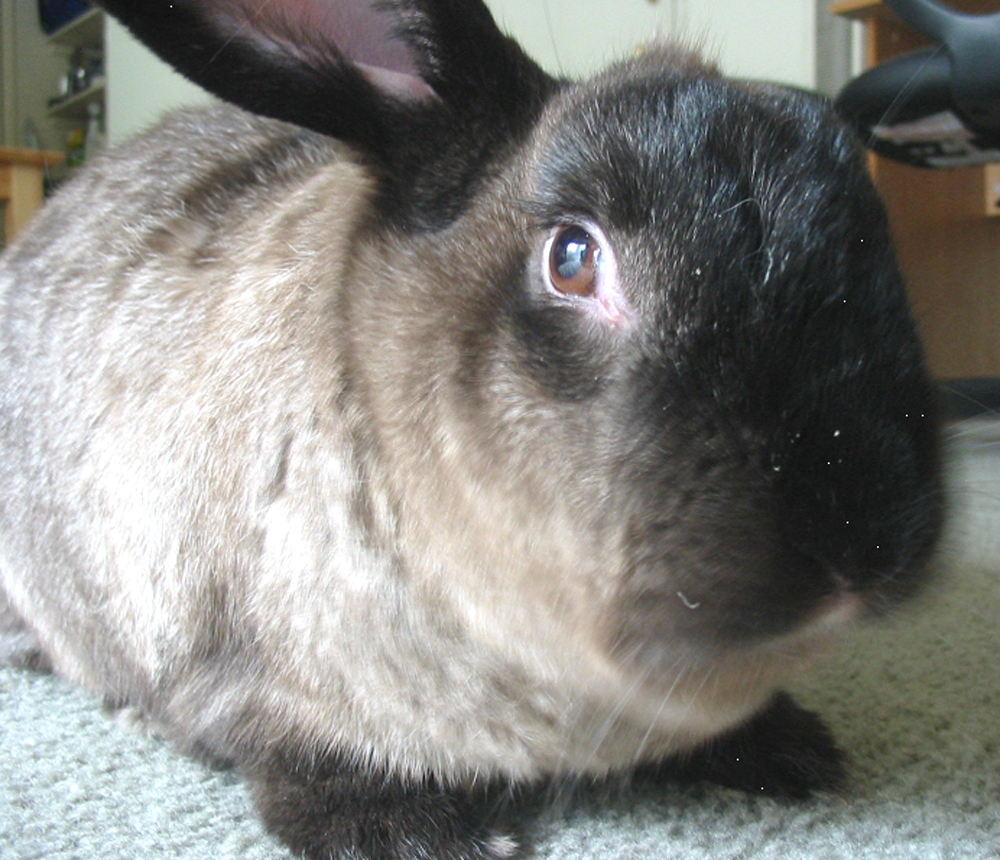 American Sable | ROY'S BLOG