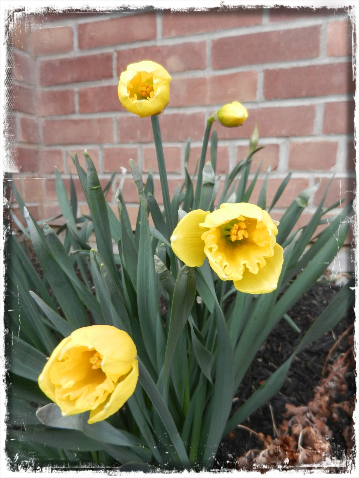 Daffodils(: at emaze Presentation