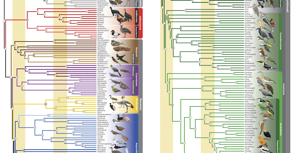 Árbol filogenético