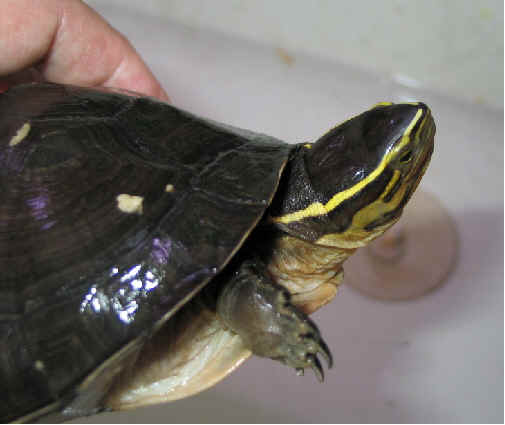 Turtles from Ambon - Cuora amboinensis :: Reptilia Mania