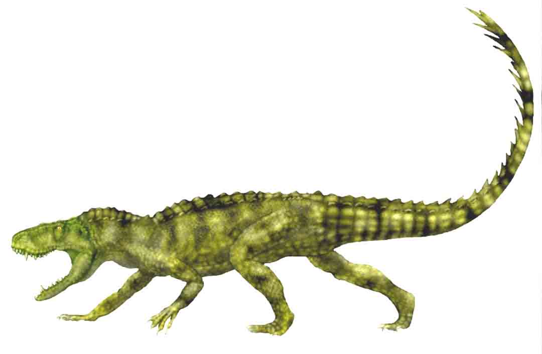 Los animales en la prehistoria: Animales prehistóricos con la letra B