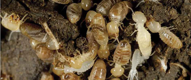 Cara Mendeteksi Serangan Rayap