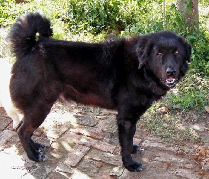 PETS OF PAKISTAN:DOG SPECIES::BAKARWAL DOG