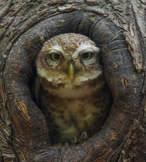 Spotted owlet photos | Birds of India | Bird World