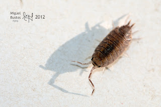 Naturaleza y Fotografía en Motril: Cochinilla de la humedad (Porcellio sp.)