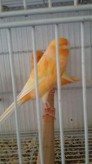 Greek Yorkshire Canaries: Αυγούστου 2016