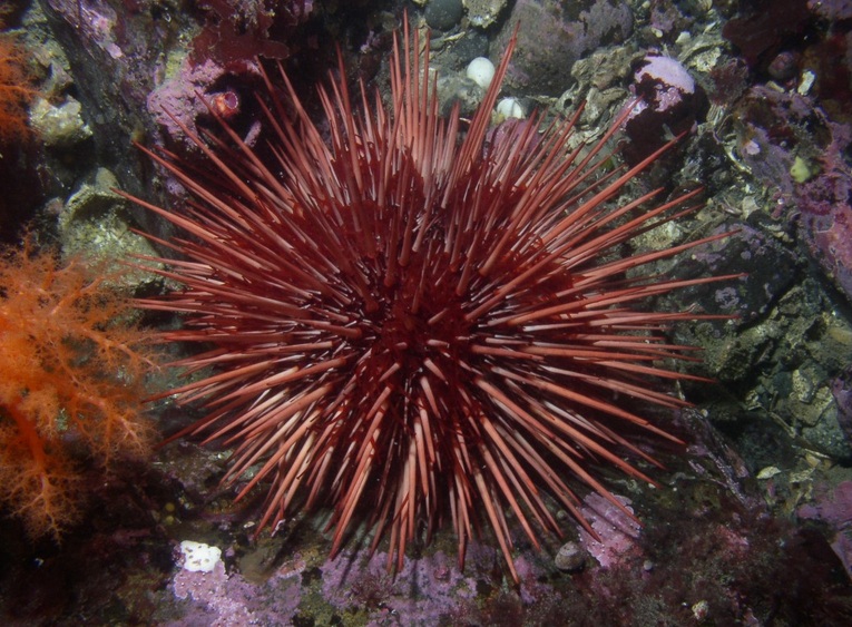 EKOGEO: EKINODERMATA : SPESIES BIOTA LAUT YANG BERKULIT DURI