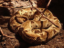 PLAAN : Jergón - Bothrops atrox......La Serpiente Más Temida de Perú