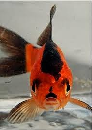 The Flaxen Saxon Chronicles: "It's starting to look a lot like Hitler...."