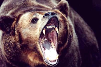 onlitensemble: La guerre de l'ours : interview de Clotilde