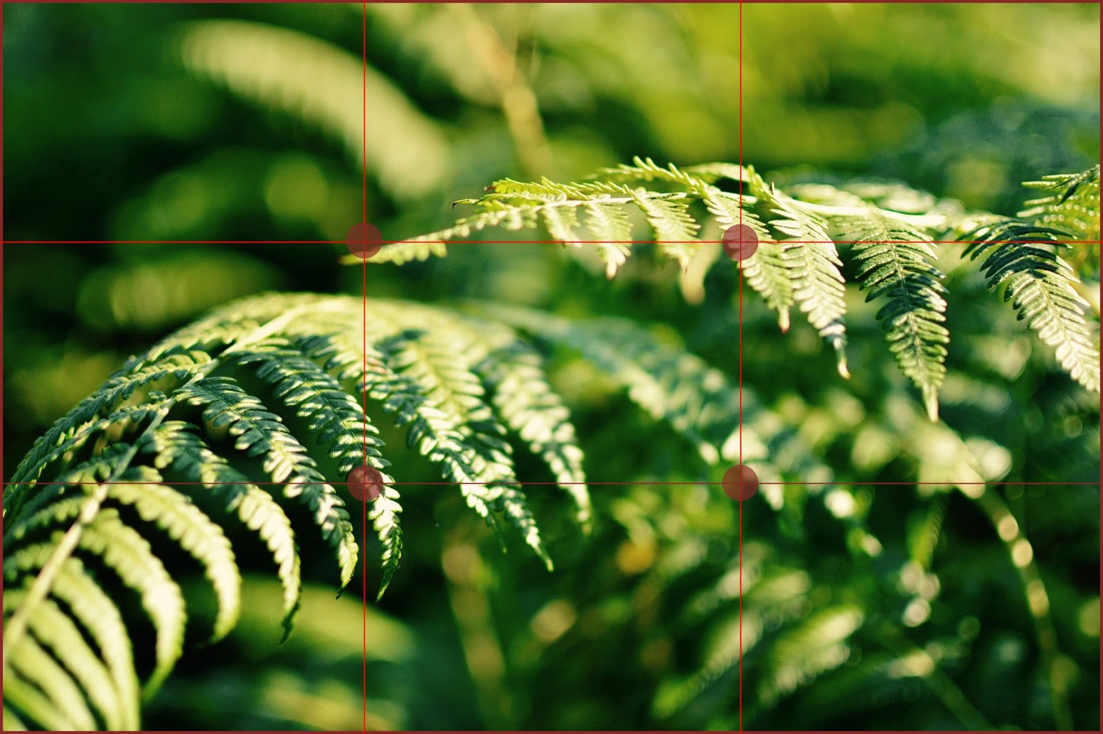 Règles de base de la composition photographique #1 - MENTSTA