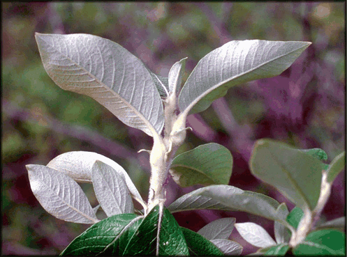 Trees Planet: Salix alaxensis - Alaska willow - Feltleaf Willow