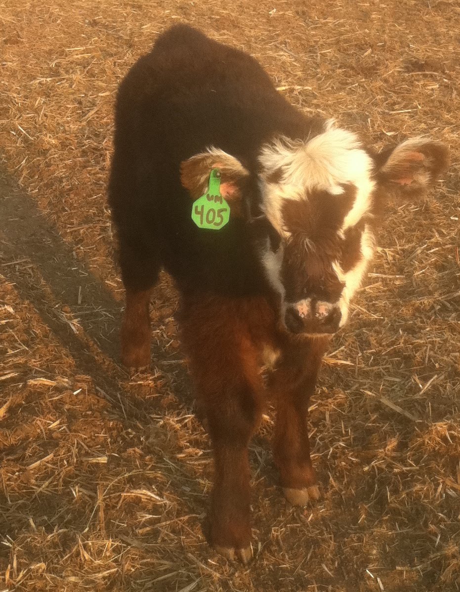 Brockle Faced Uno Mas Calf Purchased | Matt Lautner Cattle