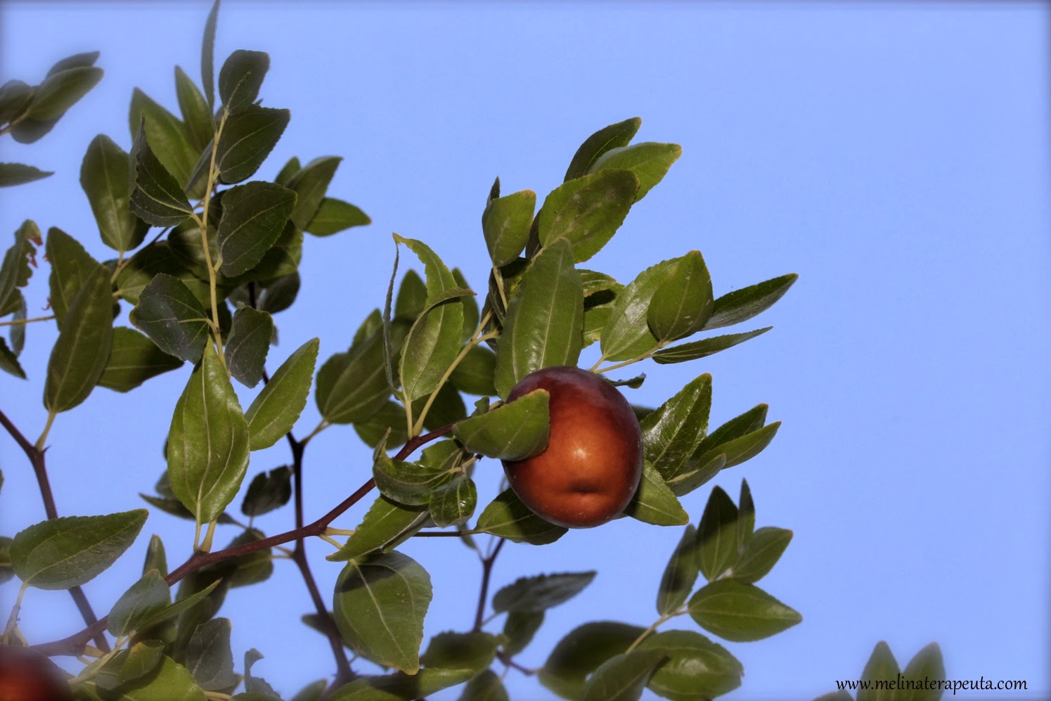Esencia de la Medicina Tradicional China: Recolectando el "gran" el ...