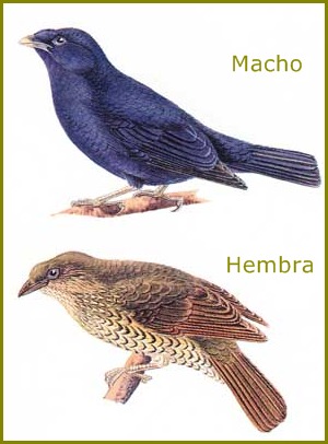 Curiosea el Medio Ambiente: Animales recicladores