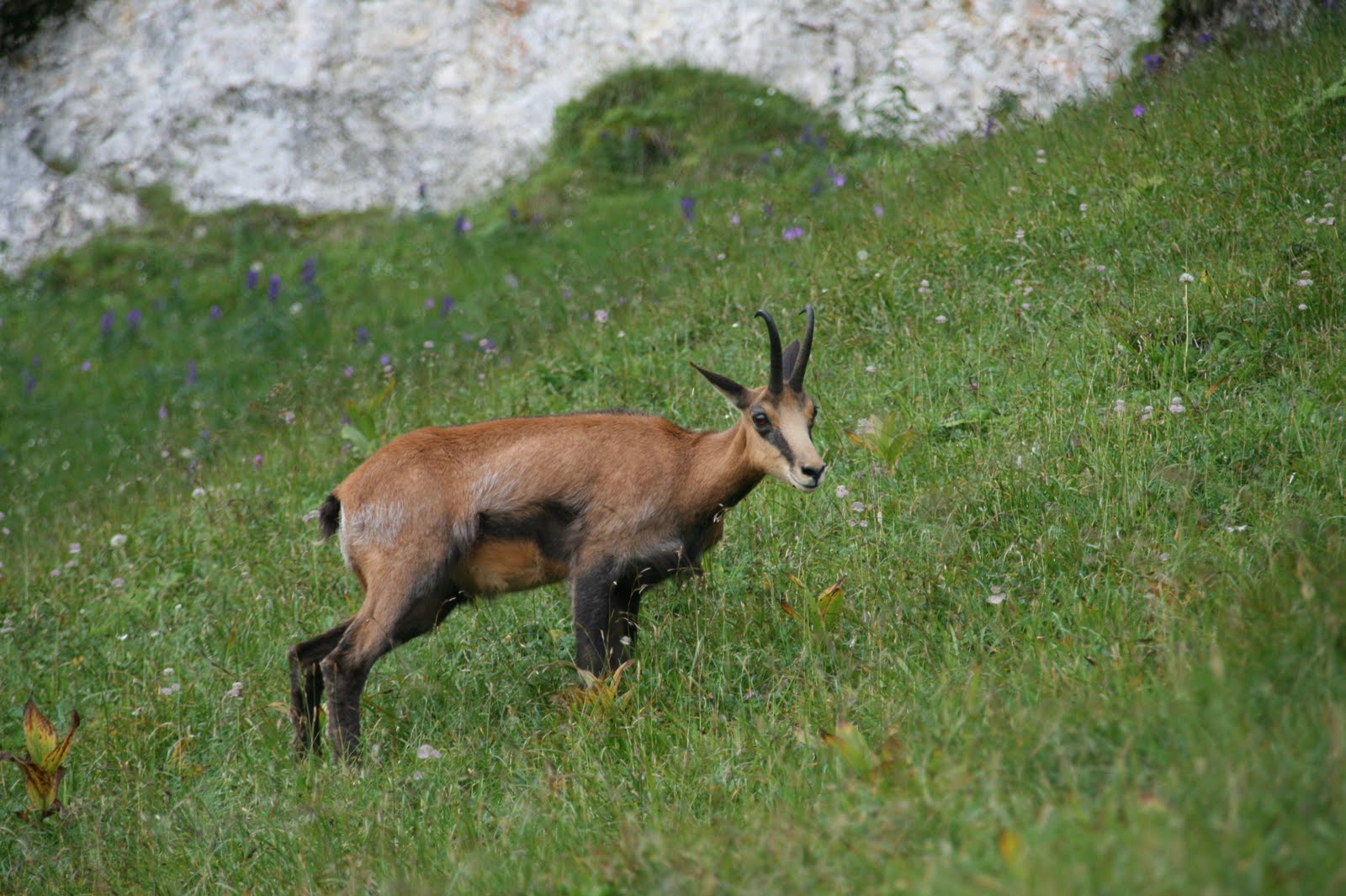 Frumusetile naturii: Capra neagră (Rupicapra rupicapra)