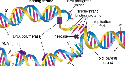 Replikasi DNA pada Eukariot