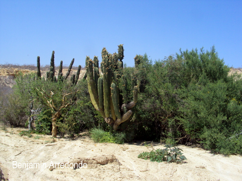 El Bable: El fruto de los cardones.