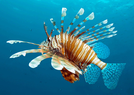 Lucha contra la invasión del pez león en el Caribe