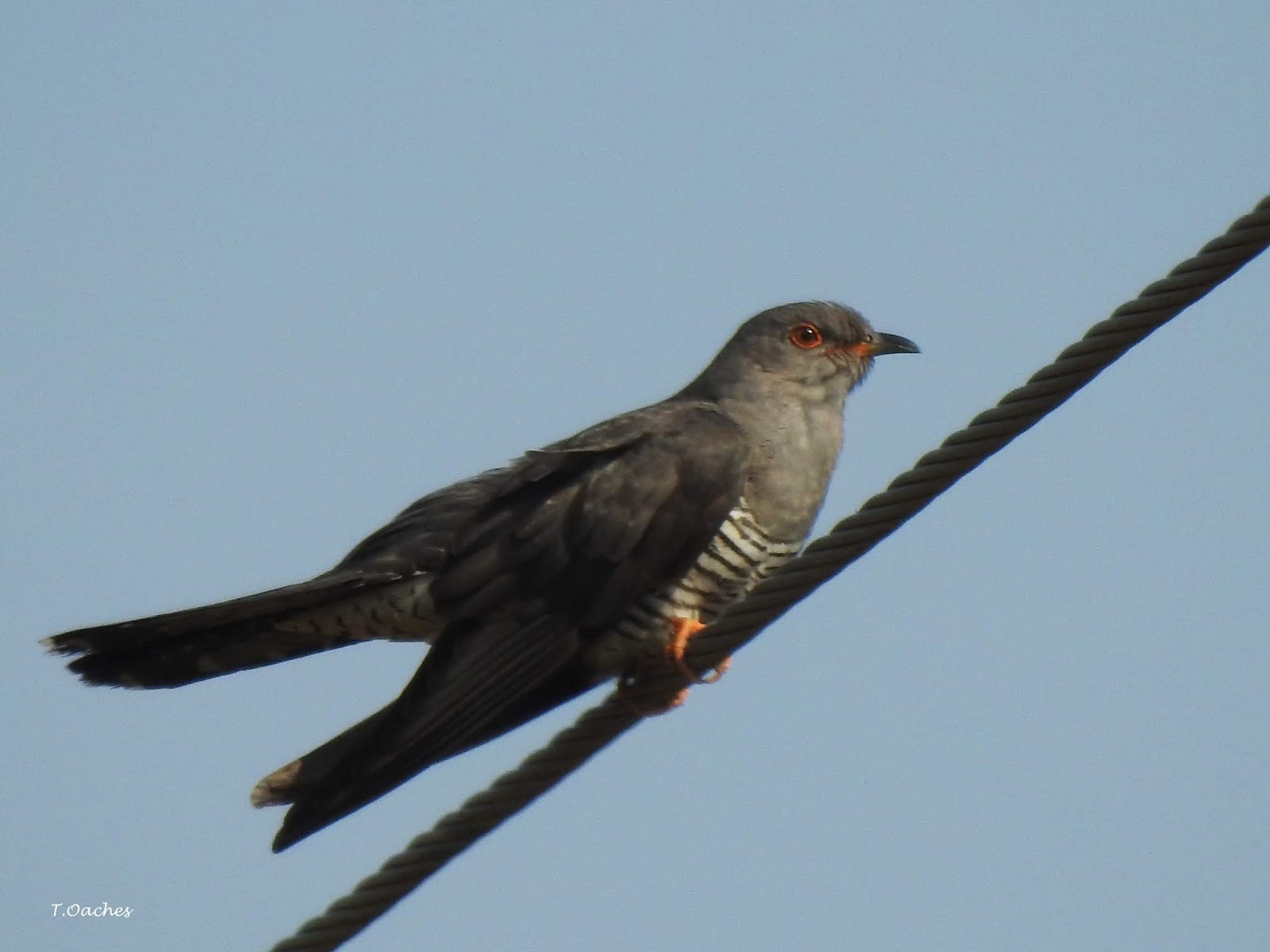 PASARI DIN ROMANIA: CUCUL (2), Cuculus canorus
