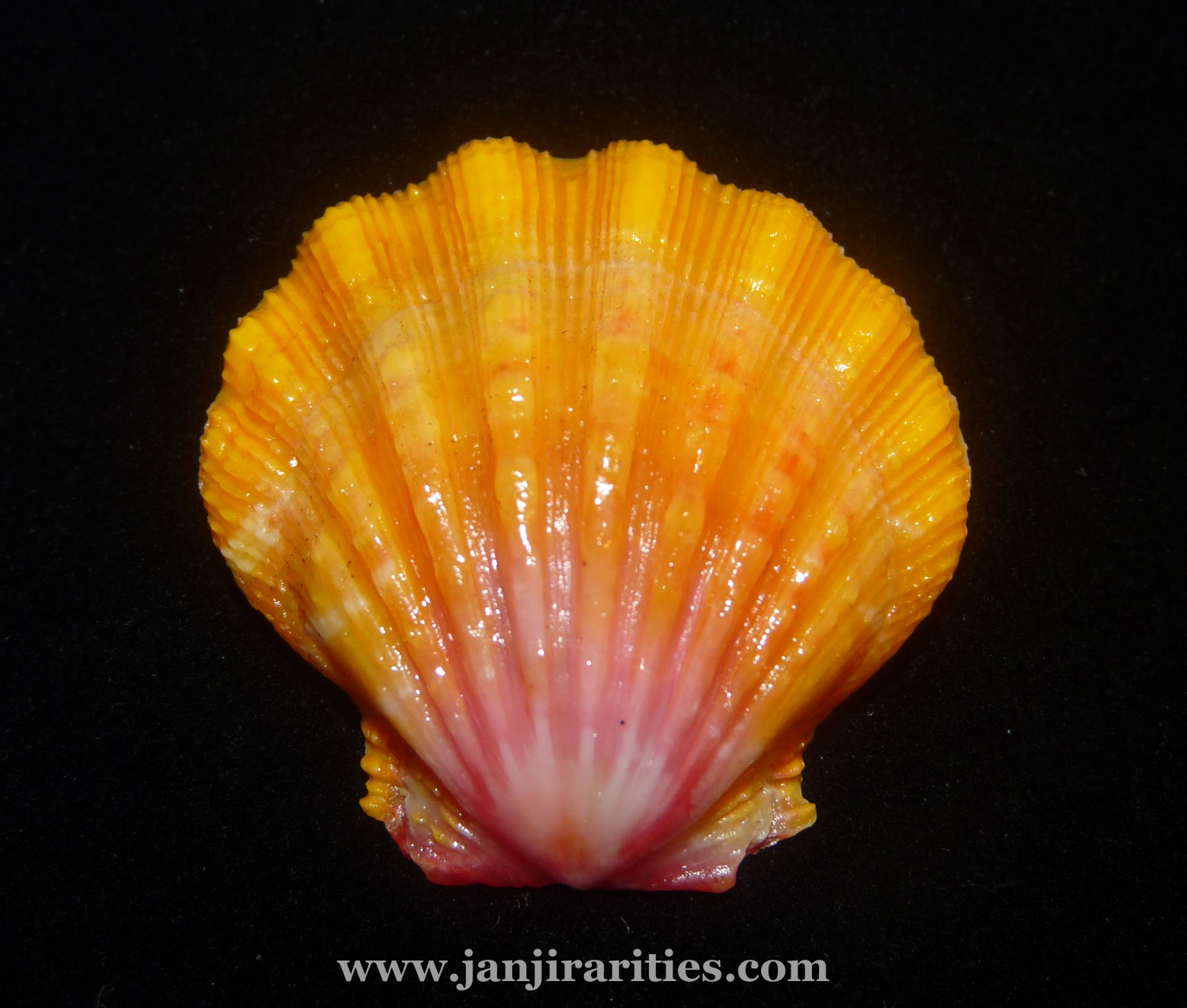 Kahelelani & Sunrise shell jewelry by.... Janjira: Sunrise shells