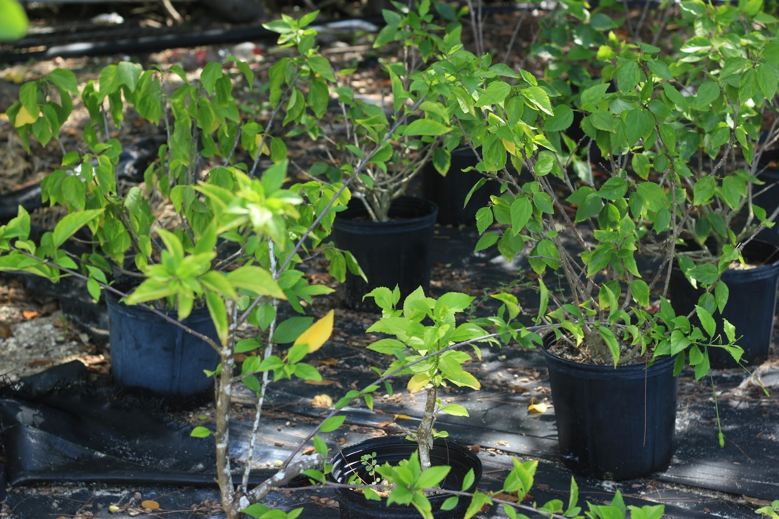 Small Hope Bay Lodge Andros Island Bahamas: Our Coconut Farm and Garden