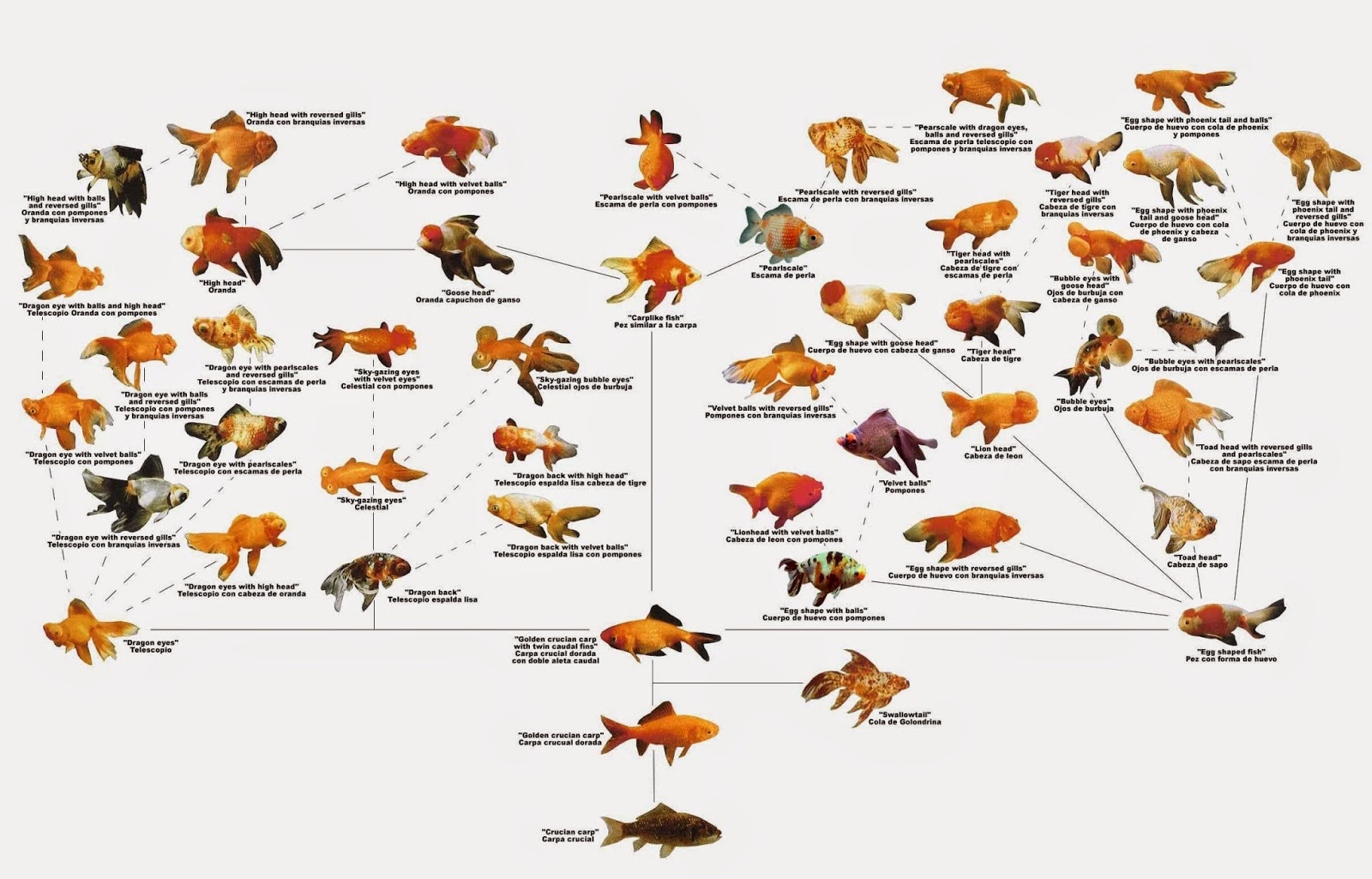 Espèces et types de poissons rouges