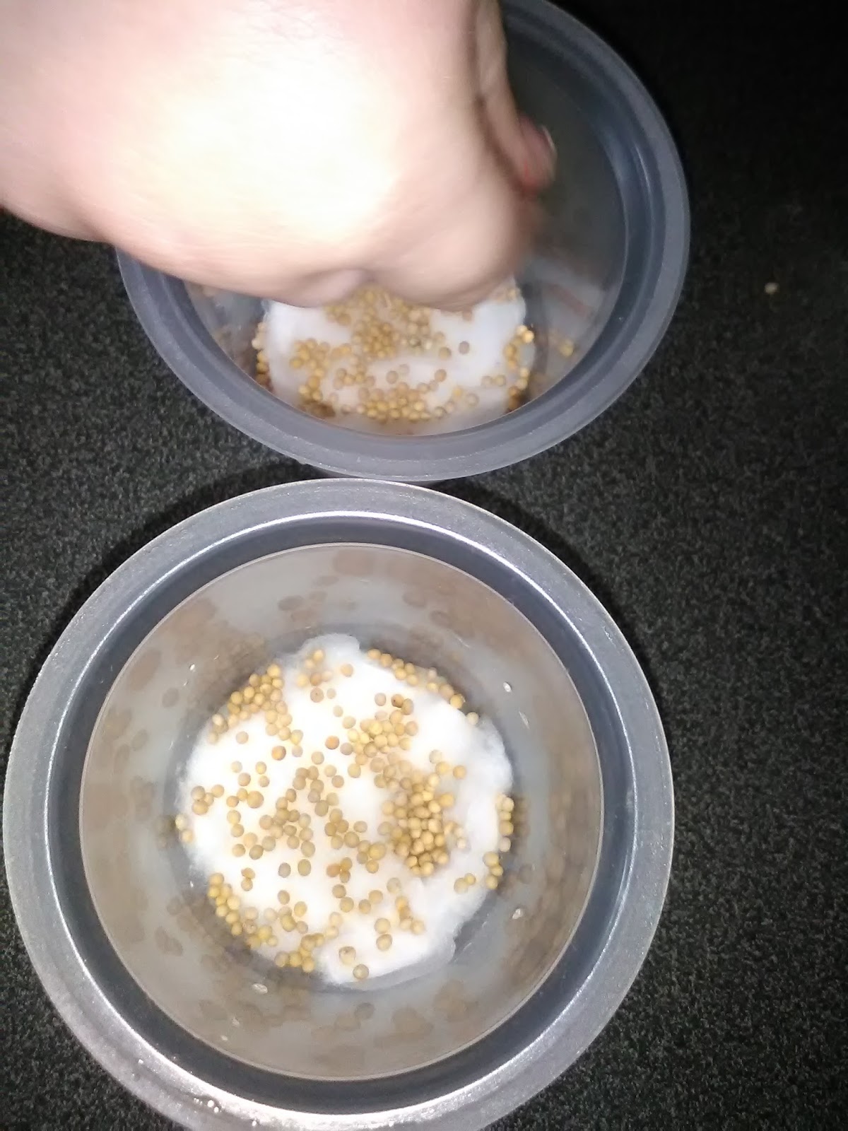 Follow the yarn: How to grow cress seeds