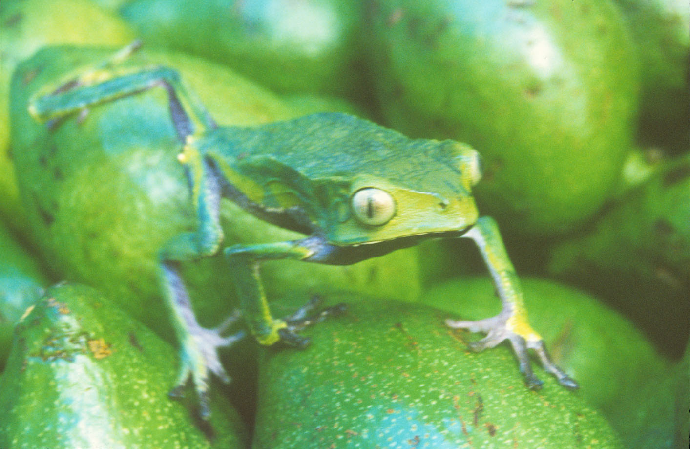 Notes from the Ethnoground: Monkey-Frog at the Racetrack: Horse dope ...