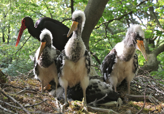 BLACK STORK & RAPTOR IMPRESSIONS: Crazy Black Stork ringing tour ...