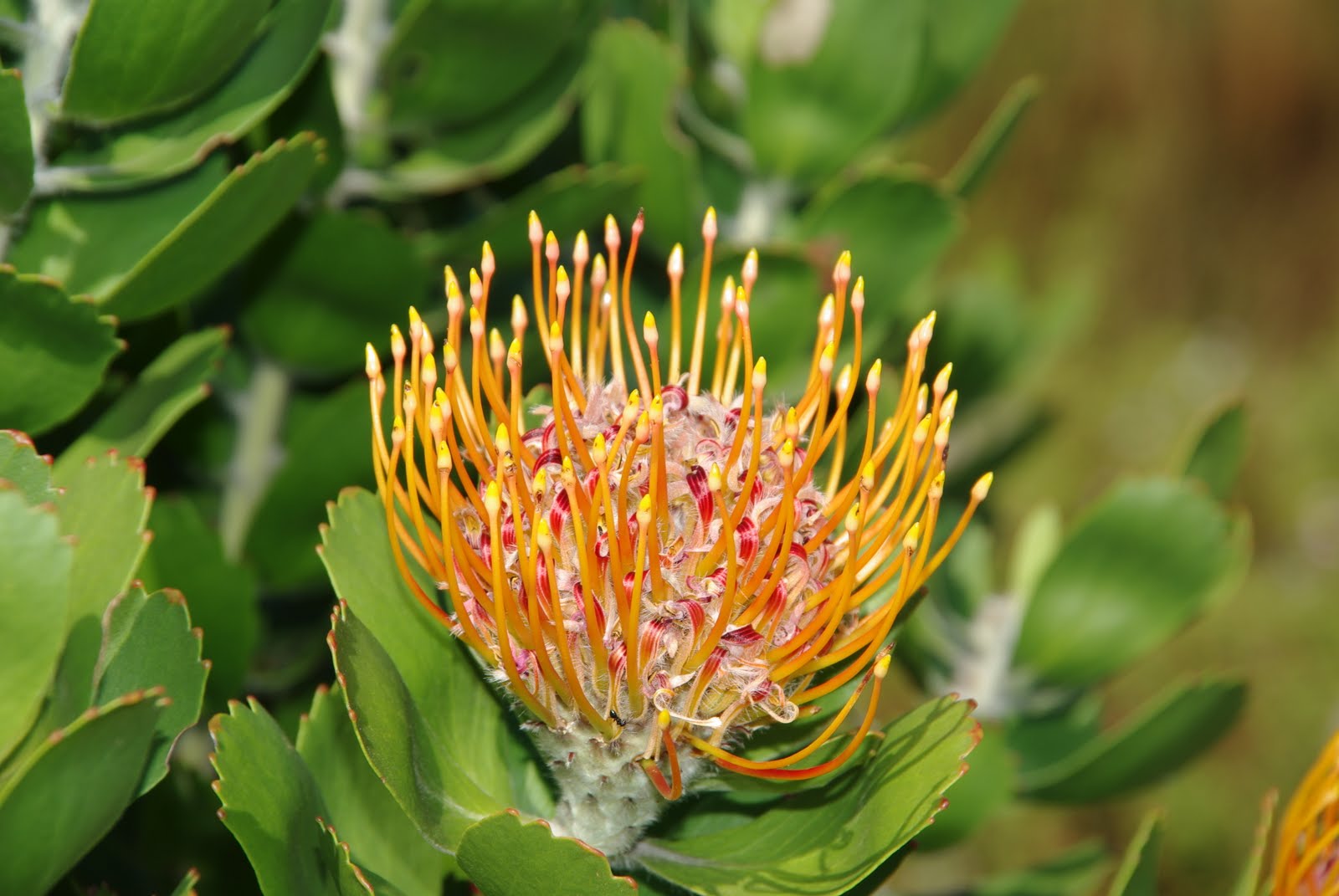 Adult Game Developer Like Pusooy