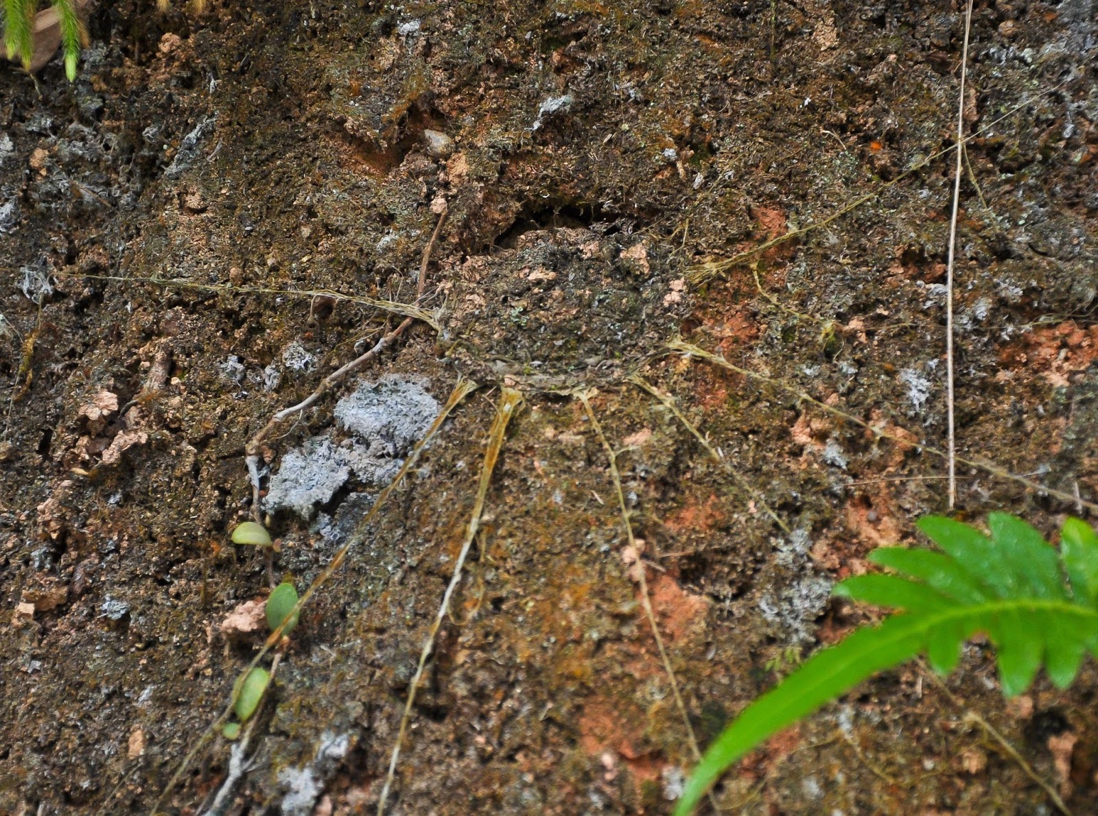 Zoologist (Ahli Zoologi): Bukit Fraser: Labah-labah besar