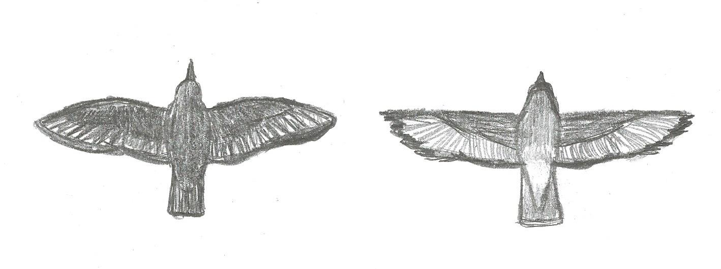 Greg in San Diego: Tutorial: How to Identify Birds in Flight