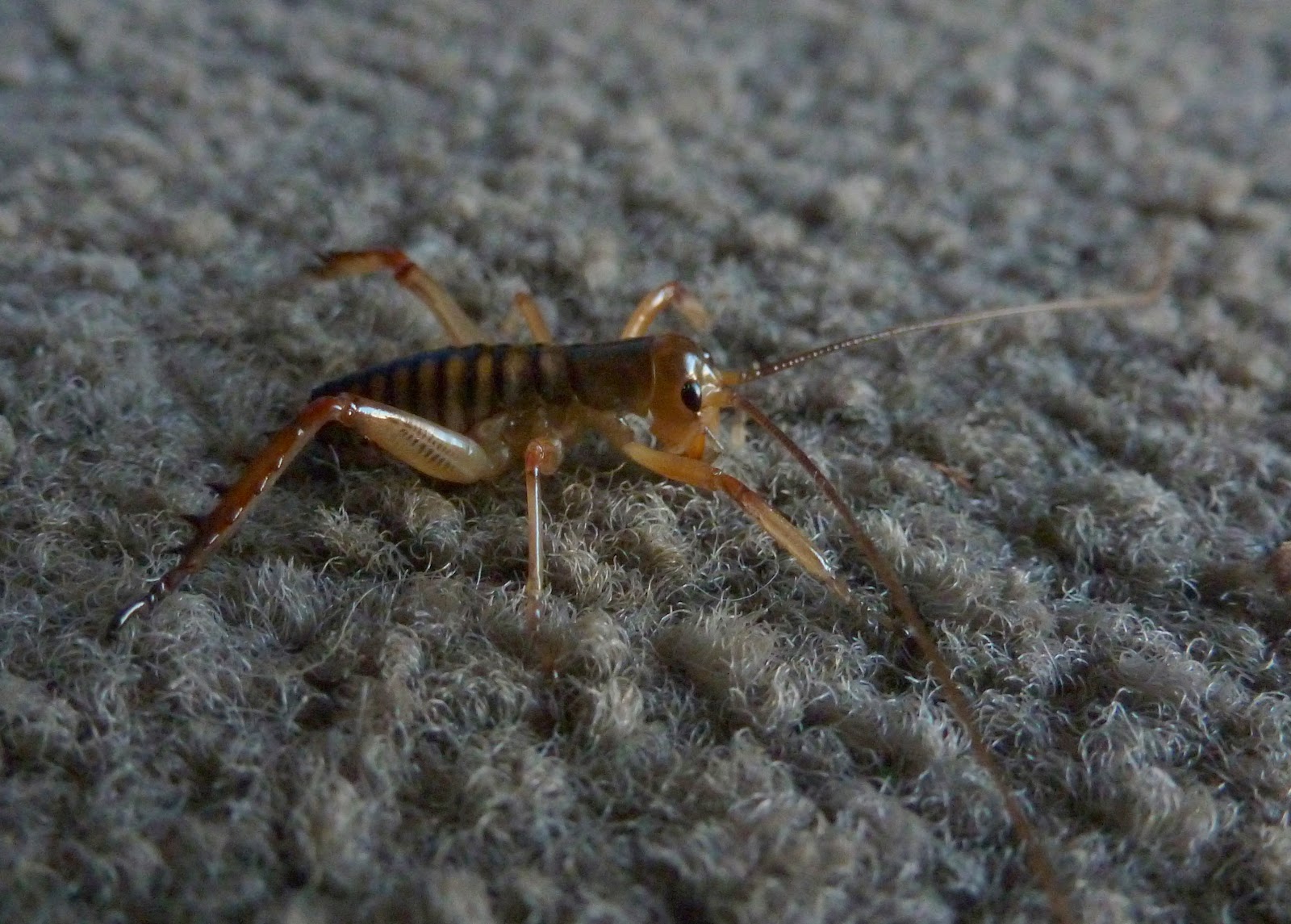 Natural Musings: Insects in New Zealand