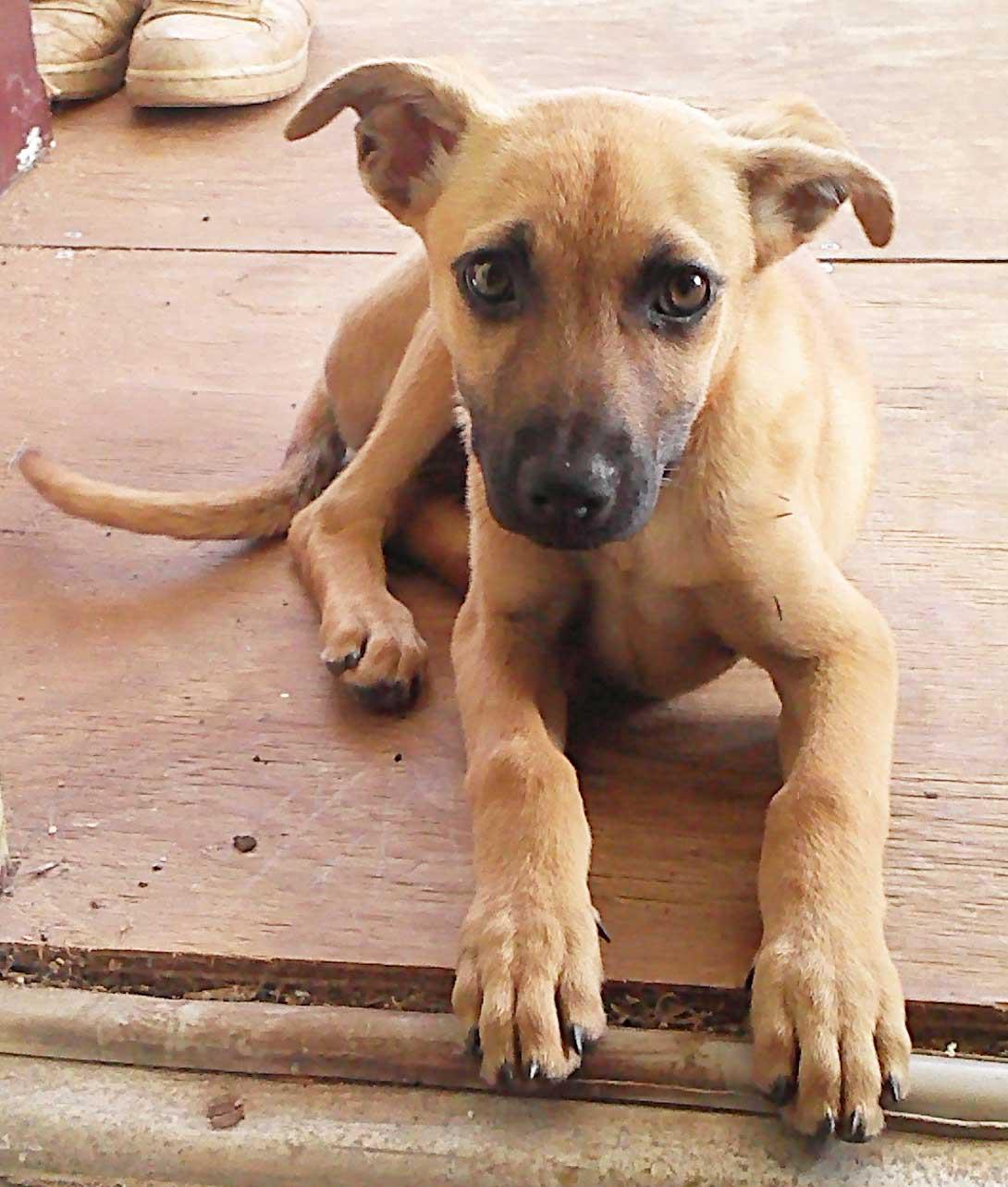 Baark! Bahamas Alliance for Animal Rights and Kindness.: Baark! On ...