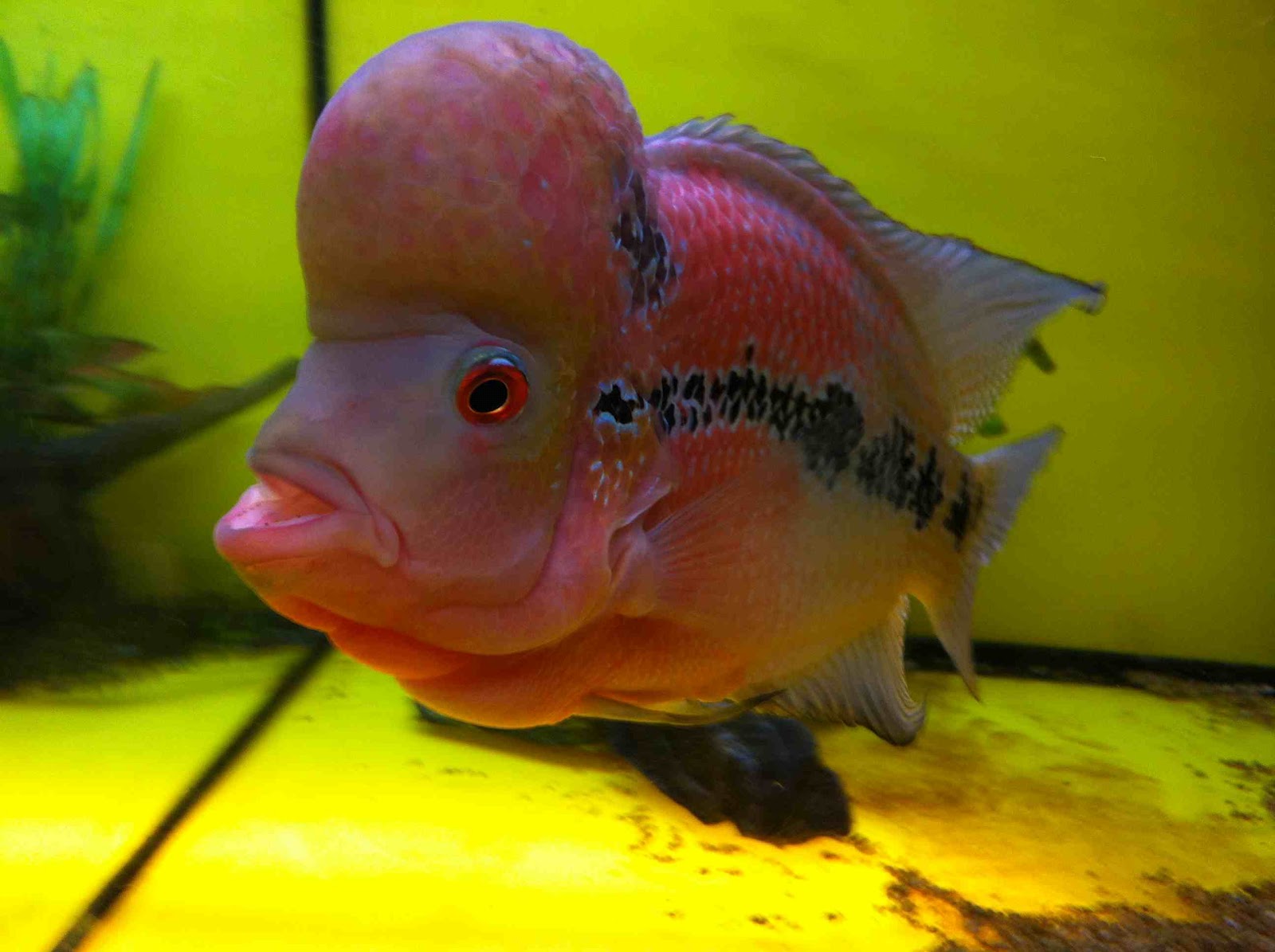 Musings on Penang: More Fish--but not edible ones!