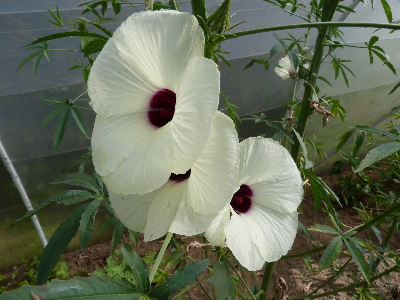 Le surprenant monde végétal: Hibiscus à feuilles de cannabis