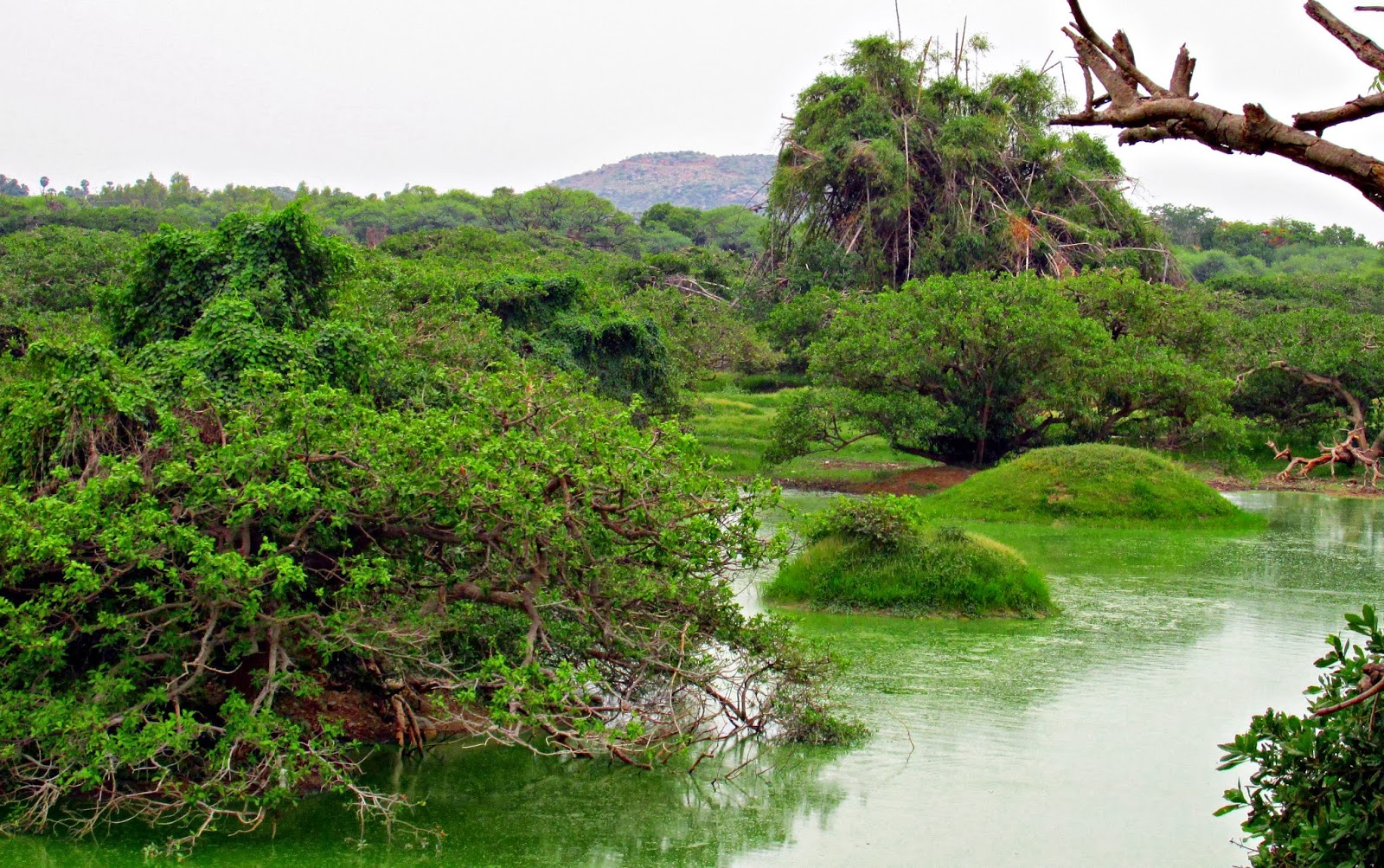 PhOto SyntHesiS: Vedanthangal Bird Sanctuary