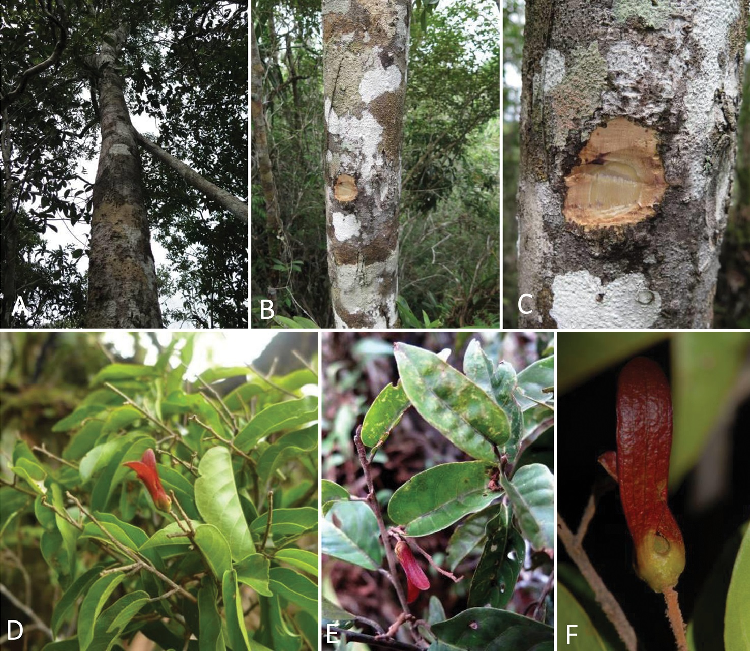 Species New to Science: [Botany • 2018] Vatica najibiana ...