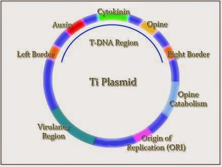 DUNIA BIOSAINS: Plasmid dan Penggunaannya dalam Rekayasa Genetika