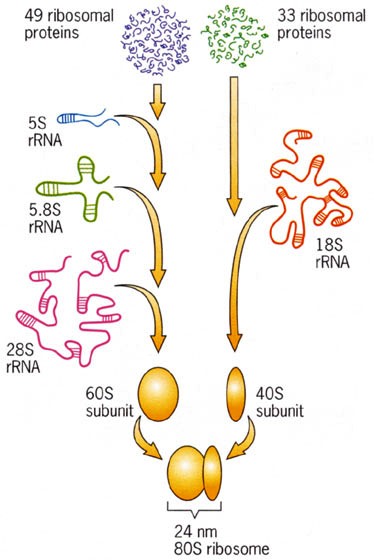 Ribosome; the ultimate protein synthesizing nano machine Structure and ...