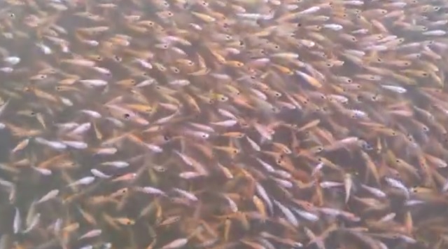 Ciri - ciri Ikan Nila Merah