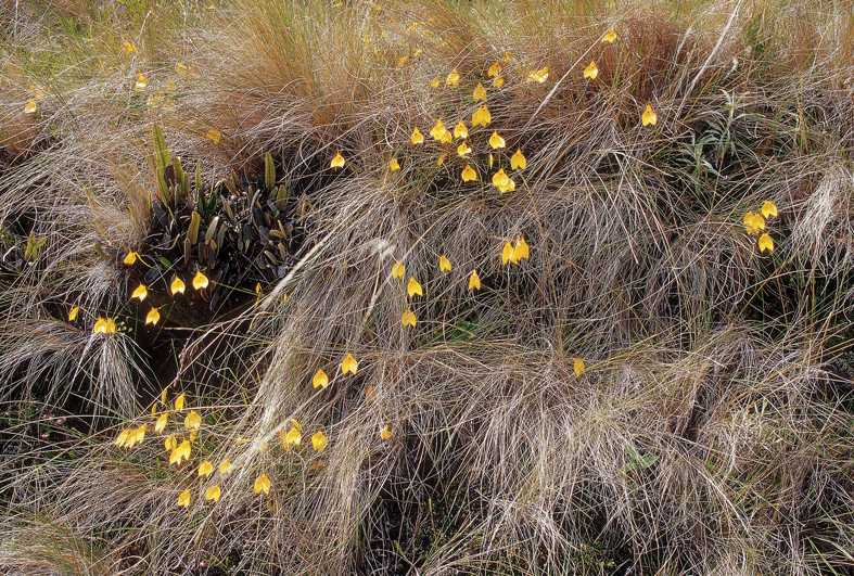 Masdevallia davisii care and culture | Travaldo's blog