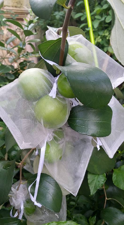 Mini Kebun Belakang Rumah: POKOK BIDARA a.ka. APPLE VIETNAM