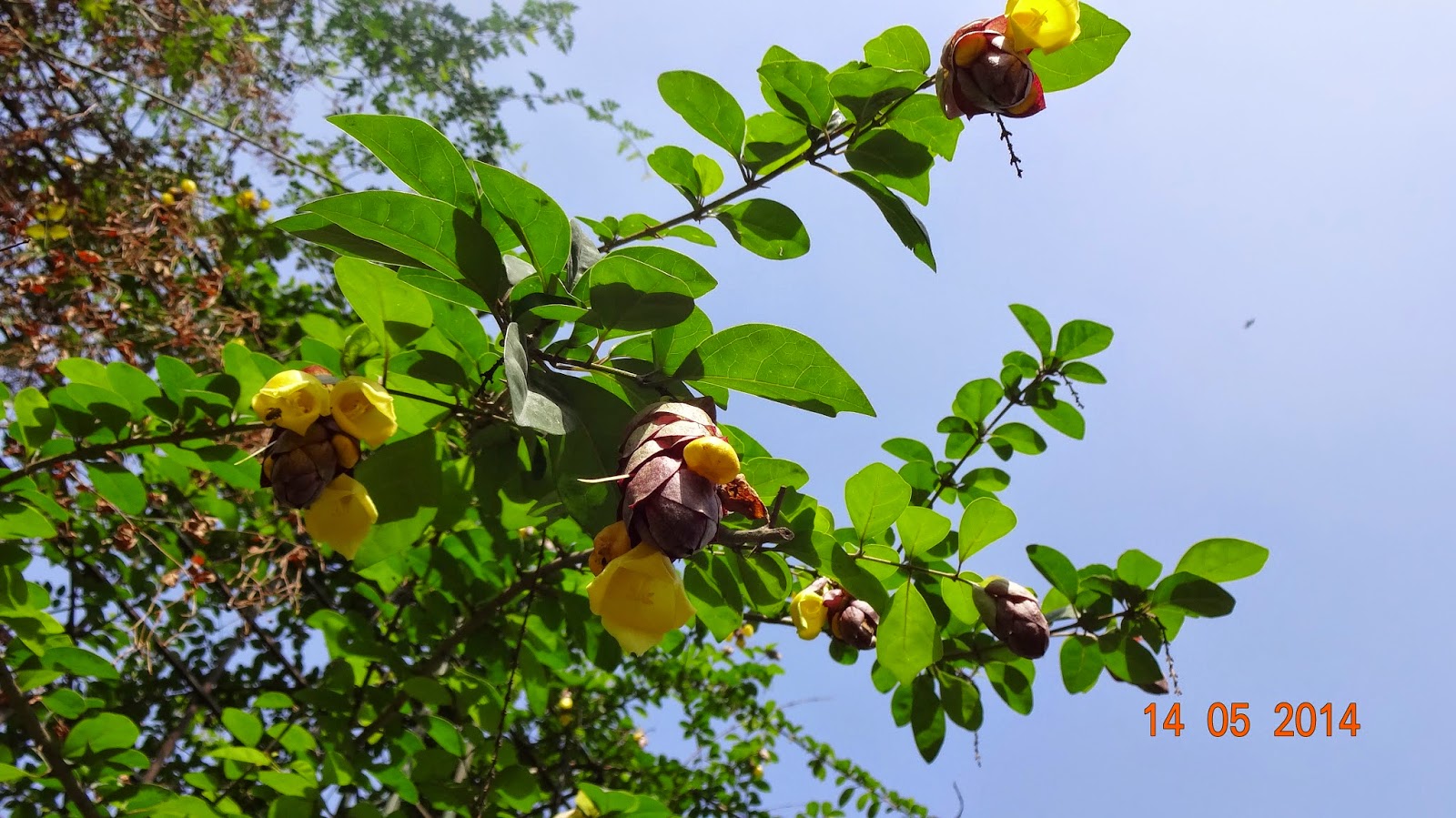 Plants of Lahore - Pakistan: Gmelina climber- Gmelina philippensis