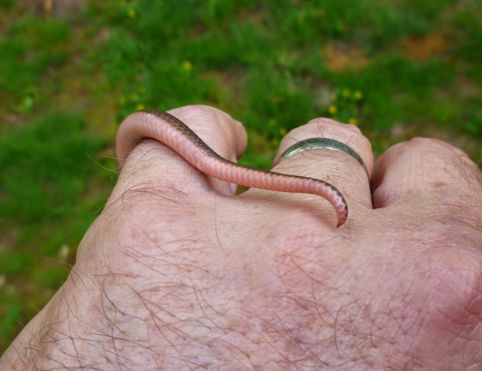 From Bluebirds to Turtles: July 2014