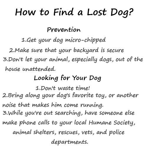 1Betterof: How do you find a lost dog : Tips