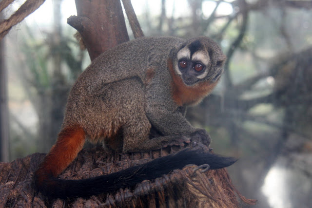 Mamíferos do Mundo: Família Aotidae